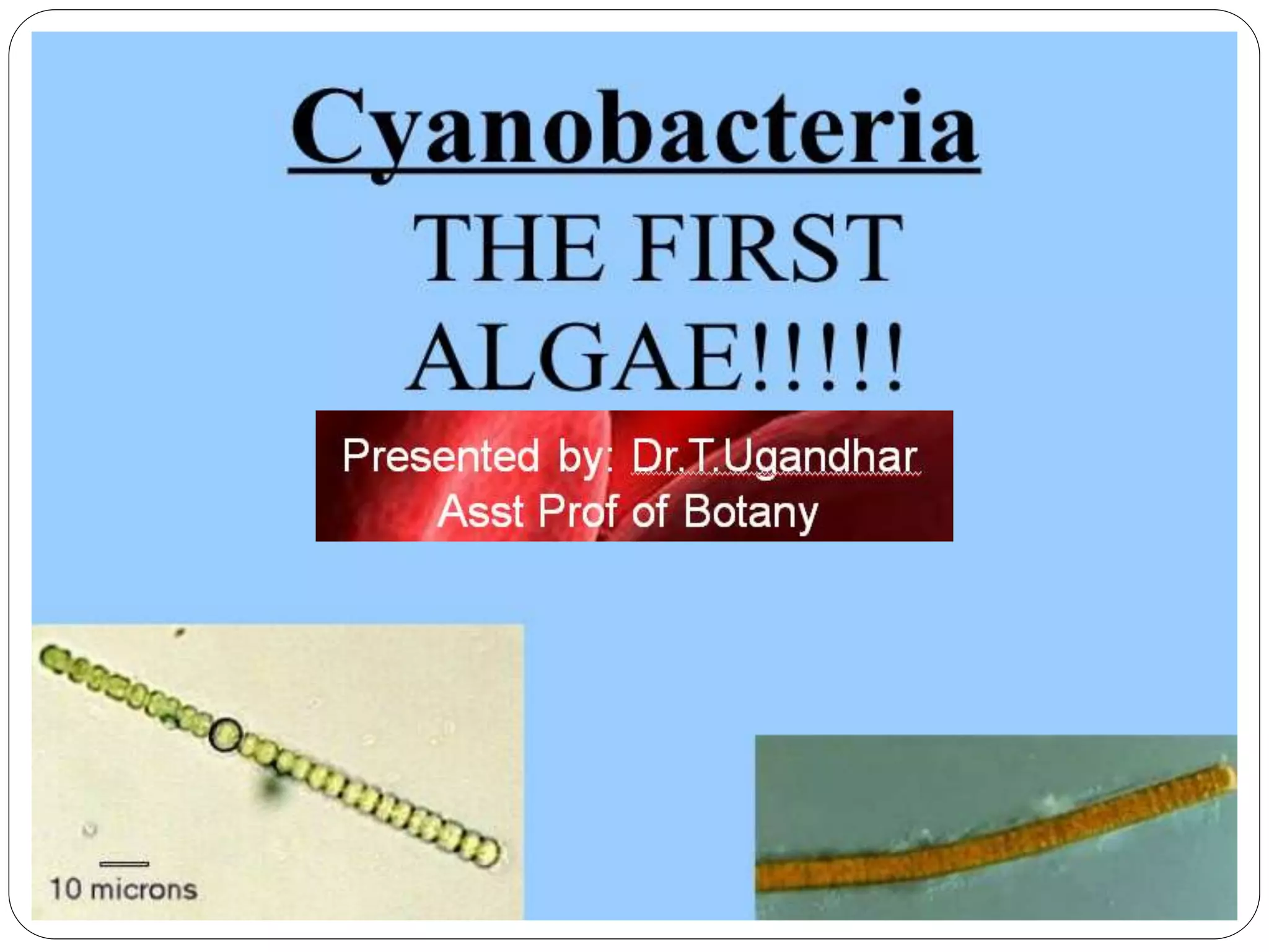 3. Cyanobacteria. Dr. Thirunahari Uagandhar ppt | PPT