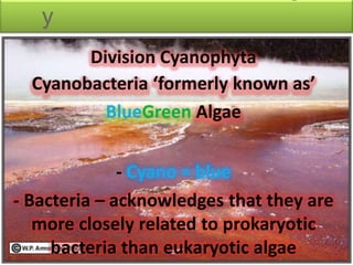 3. Cyanobacteria. Dr. Thirunahari Uagandhar ppt | PPT