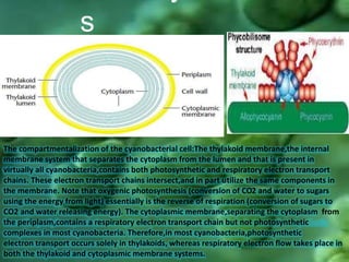 3. Cyanobacteria. Dr. Thirunahari Uagandhar ppt | PPT