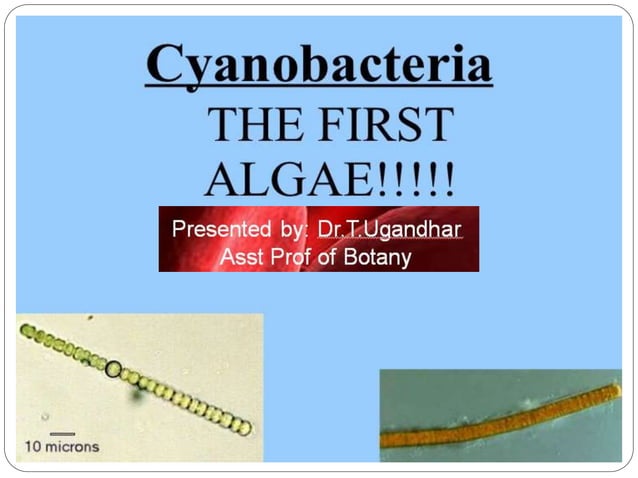 3. Cyanobacteria.ppt