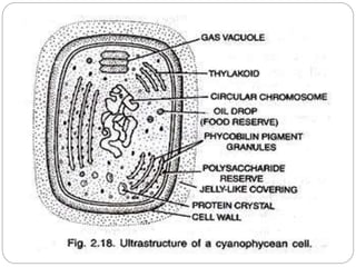 Cyanobacteria Diagram