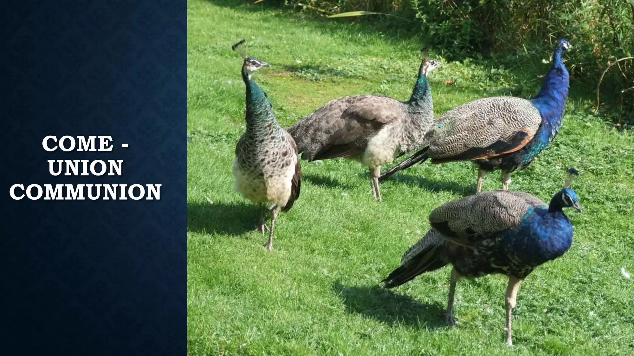 3. Communion in Community.pptx