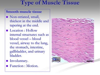 3. LECTURE 3 Tissue.ppt
