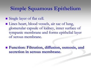 3. LECTURE 3 Tissue.ppt