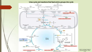 Urea Cycle & Associated Disorders | PPTX