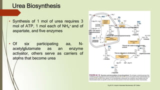 Urea Cycle & Associated Disorders | PPTX