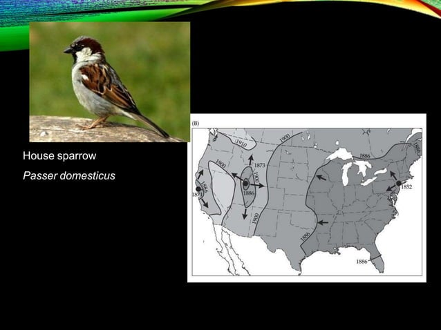 3. Dispersal (1).pptx