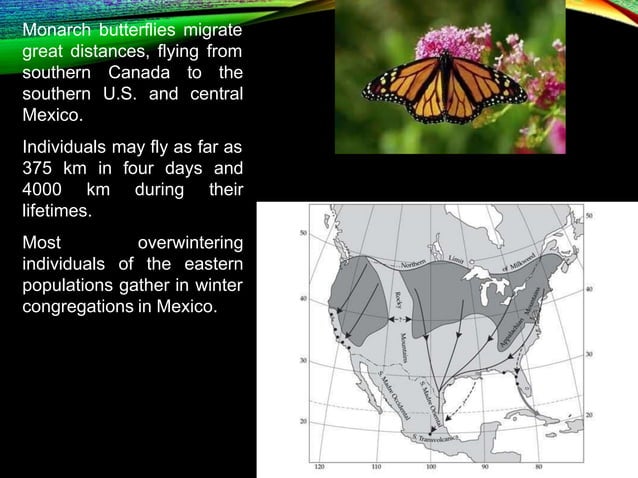 3. Dispersal (1).pptx