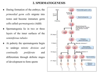 3.1. Male reproductive physiology.pptx