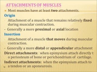 3.Musculoskeletal system2.pptx