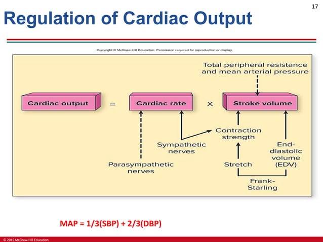 3.Cardiac Output, Blood Flow, and Blood Pressure {UoK}.pptx