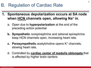 3.Cardiac Output, Blood Flow, and Blood Pressure {UoK}.pptx