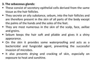 3. Integumentary system (Skin).pptx