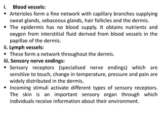 3. Integumentary system (Skin).pptx