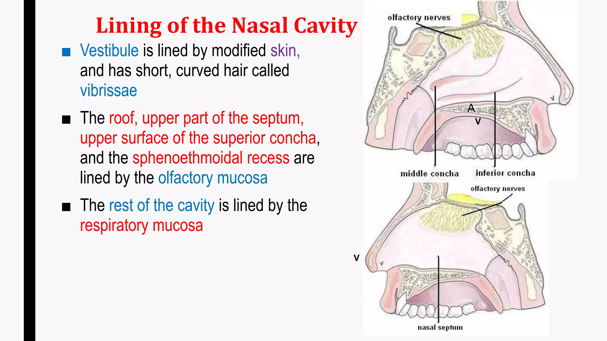 3. Nose, Nasal Cavity and Paranasal Air Sinuses.pdf
