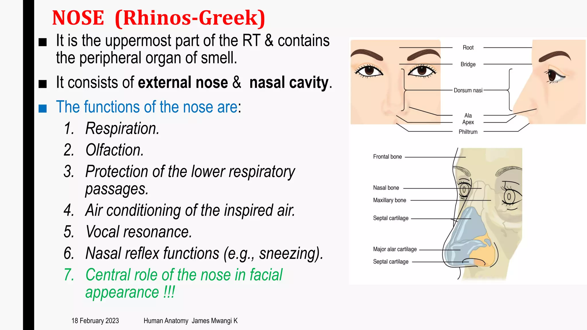 3. Nose, Nasal Cavity and Paranasal Air Sinuses.pdf