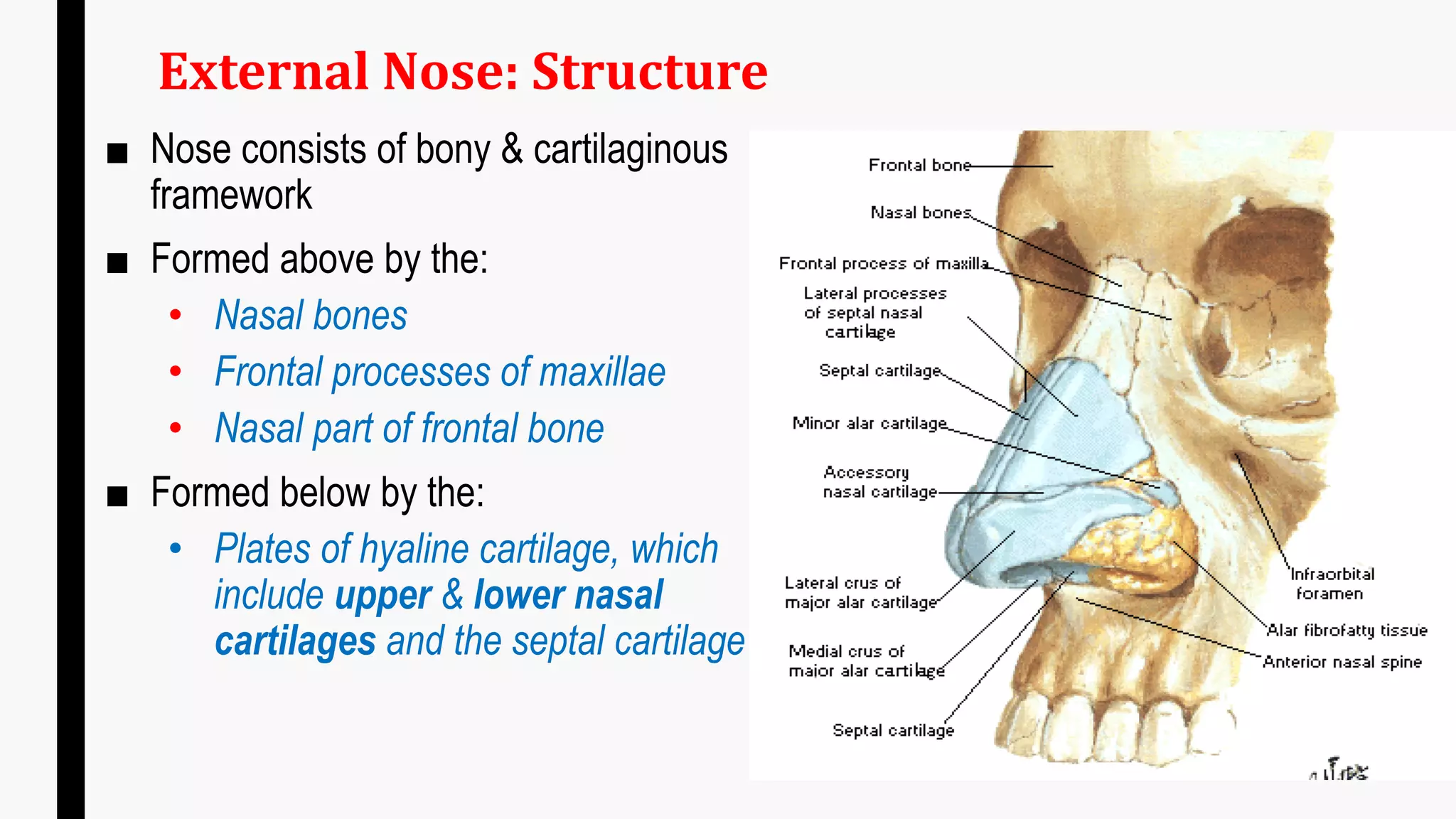 3. Nose, Nasal Cavity and Paranasal Air Sinuses.pdf