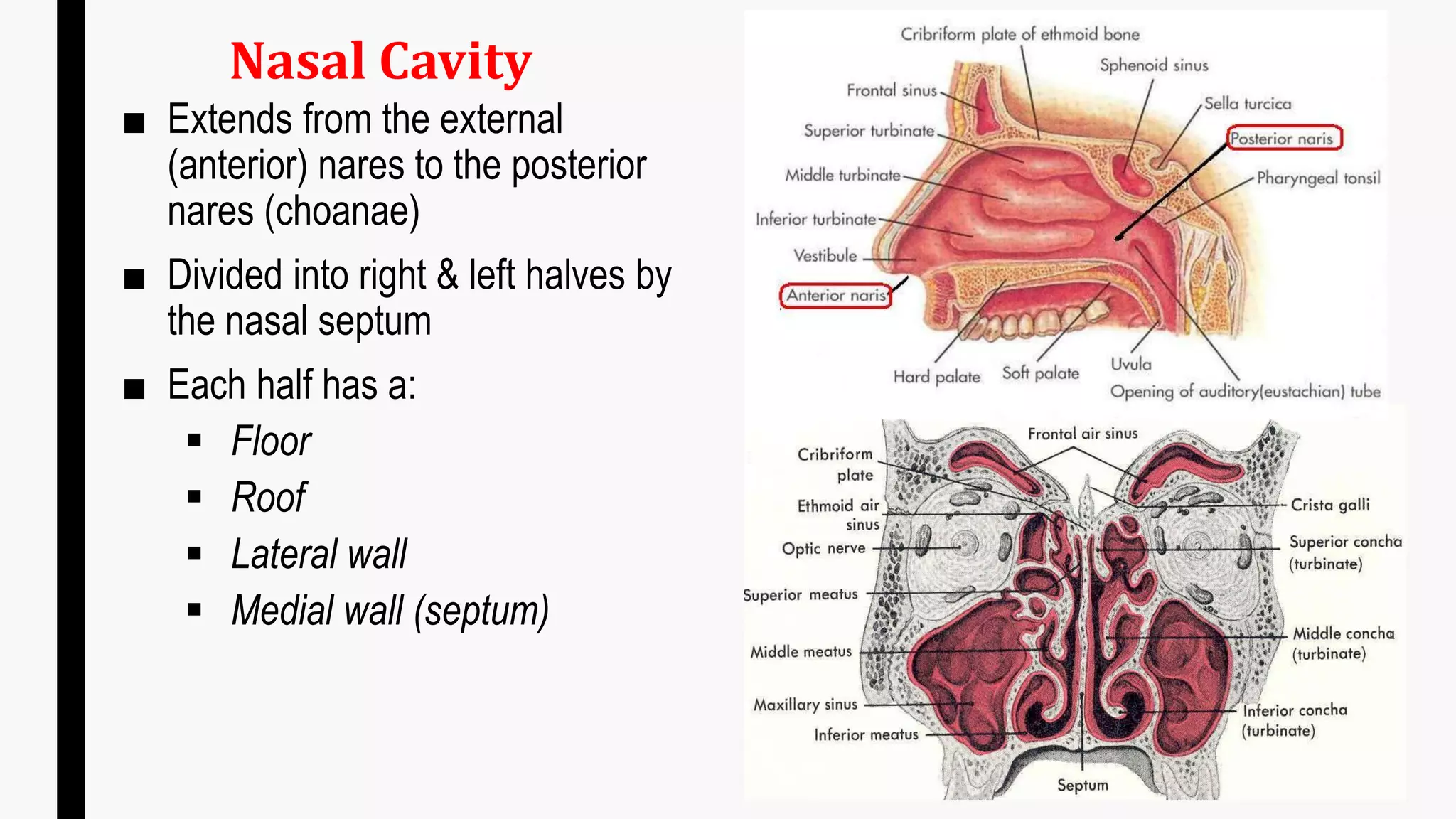 3. Nose, Nasal Cavity and Paranasal Air Sinuses.pdf