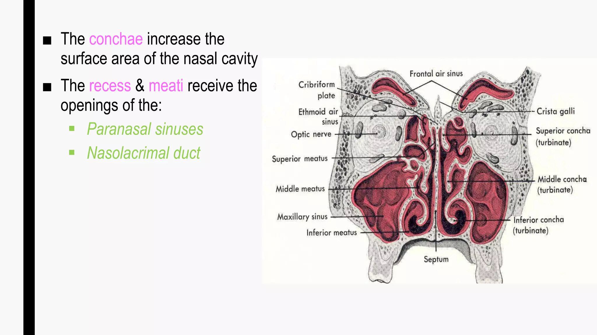 3. Nose, Nasal Cavity and Paranasal Air Sinuses.pdf