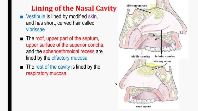 3. Nose, Nasal Cavity and Paranasal Air Sinuses.pdf | Ear, Nose and ...