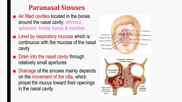 3. Nose, Nasal Cavity and Paranasal Air Sinuses.pdf | Ear, Nose and Throat Conditions | Diseases ...