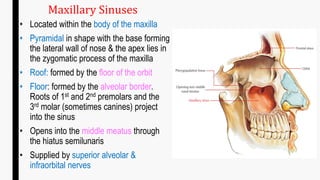 3. Nose, Nasal Cavity and Paranasal Air Sinuses.pdf