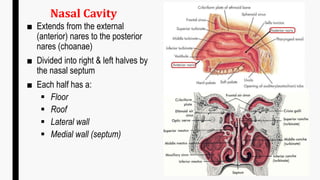 3. Nose, Nasal Cavity and Paranasal Air Sinuses.pdf