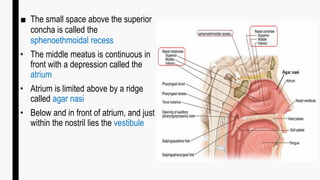 3. Nose, Nasal Cavity and Paranasal Air Sinuses.pdf