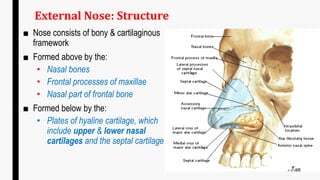 3. Nose, Nasal Cavity and Paranasal Air Sinuses.pdf