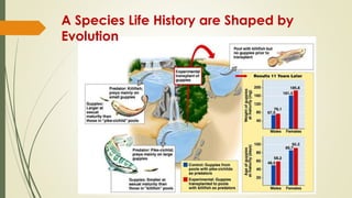 3.1_to_3.3_generalist_and_specialists_r_and_k_selection_survivorship ...