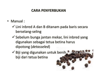 3.-PRODUKSI-BENIH-BIJI-HIBRIDA.pptx