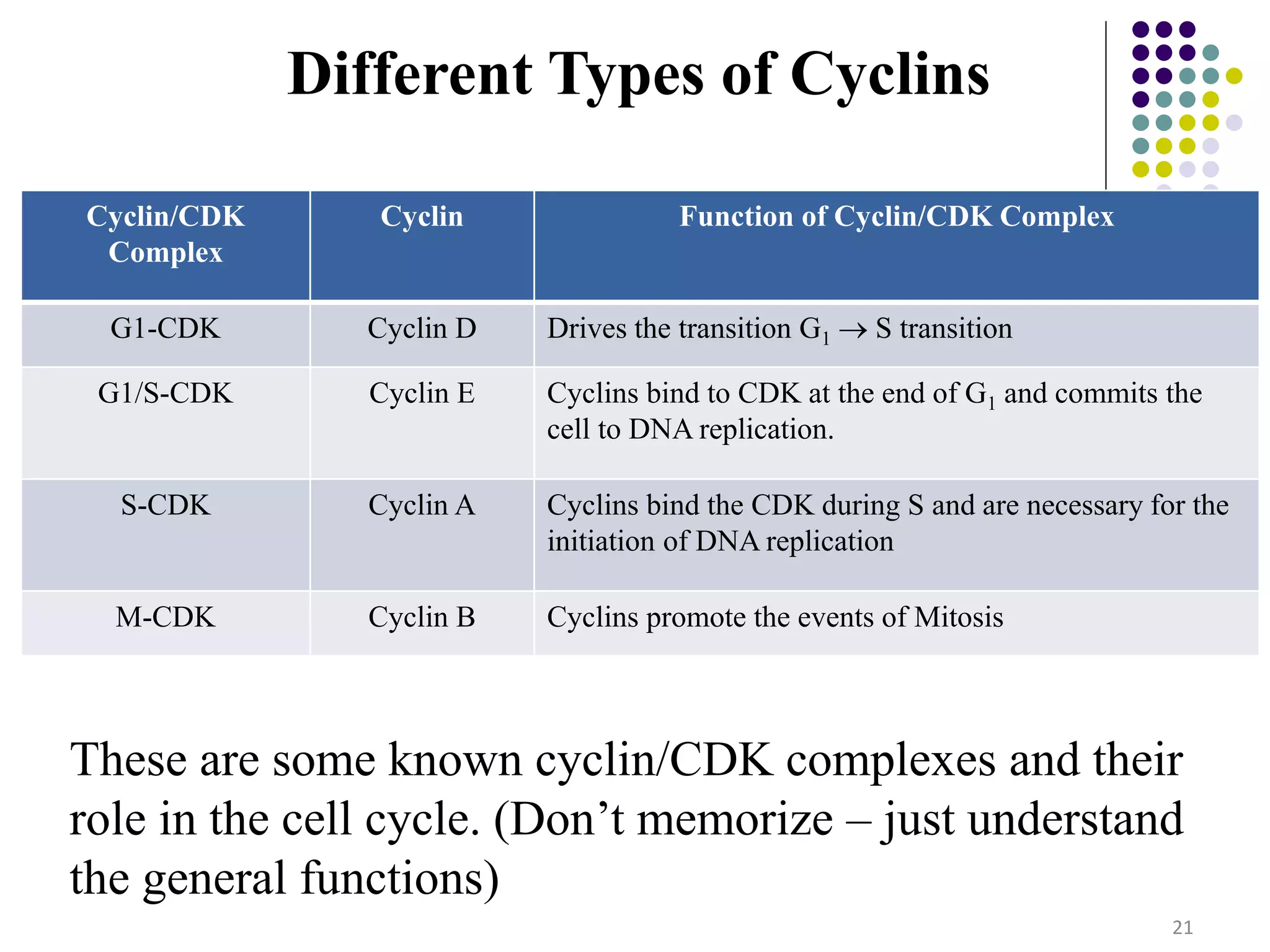 3. Cell Cycle.pptx