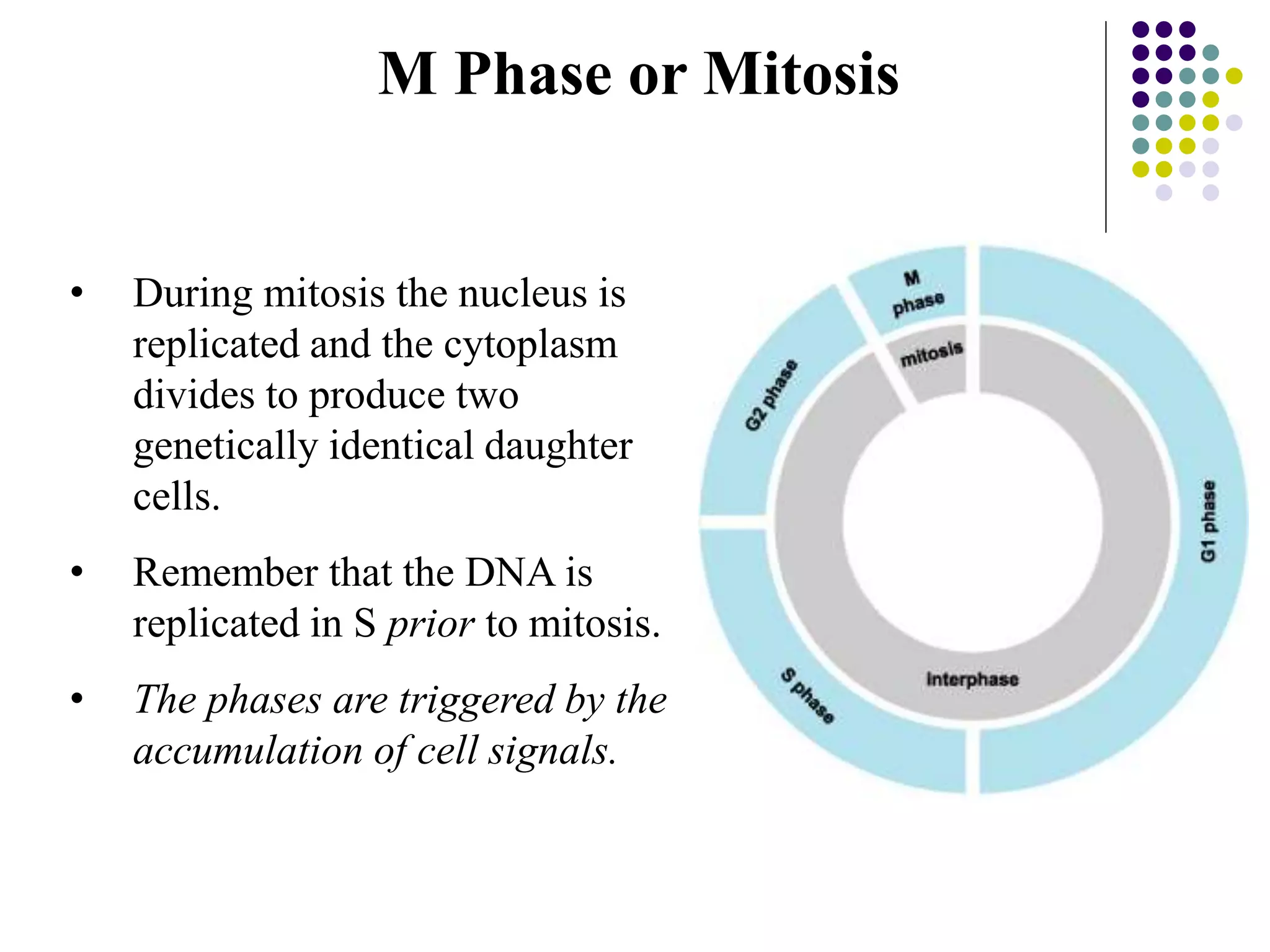 3. Cell Cycle.pptx