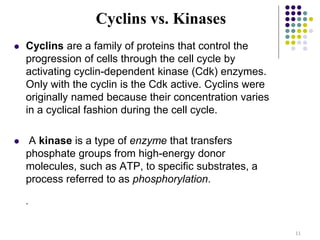 3. Cell Cycle.pptx