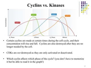 3. Cell Cycle.pptx