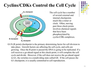 3. Cell Cycle.pptx