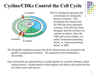 3. Cell Cycle.pptx