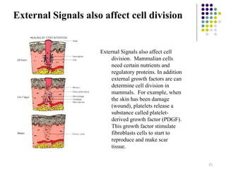 3. Cell Cycle.pptx