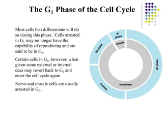 3. Cell Cycle.pptx