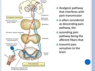 3.Physiology of Pain.ppt