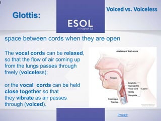 3.5MannerArticulation linguistics | PPT