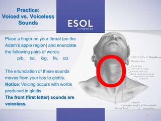 3.5MannerArticulation linguistics | PPT