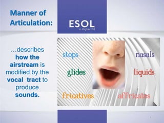 3.5MannerArticulation linguistics | PPT