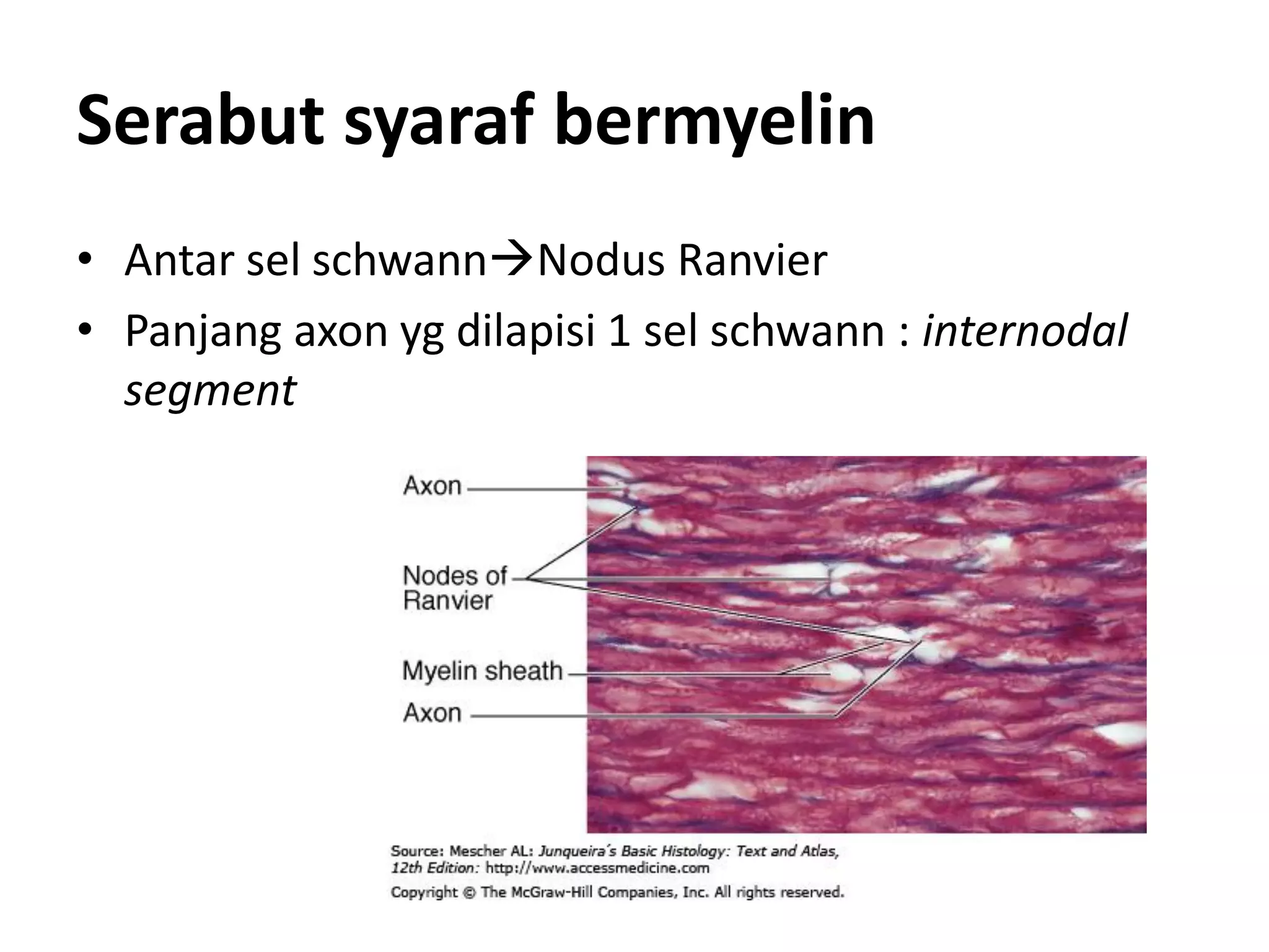 3. histologi syaraf 2016.pdf