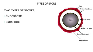 3. Spores.pptx