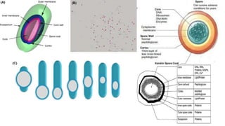 3. Spores.pptx