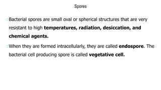 3. Spores.pptx
