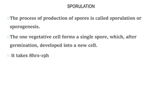 3. Spores.pptx