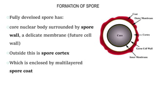 3. Spores.pptx