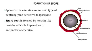3. Spores.pptx